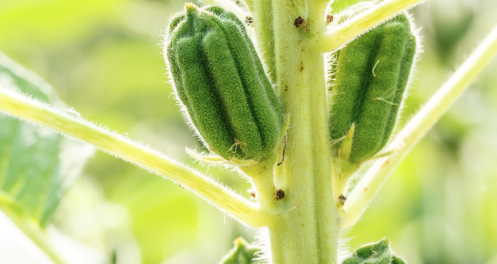 Organic Sesame Seeds - Organic Golden Yabanfood Turkey